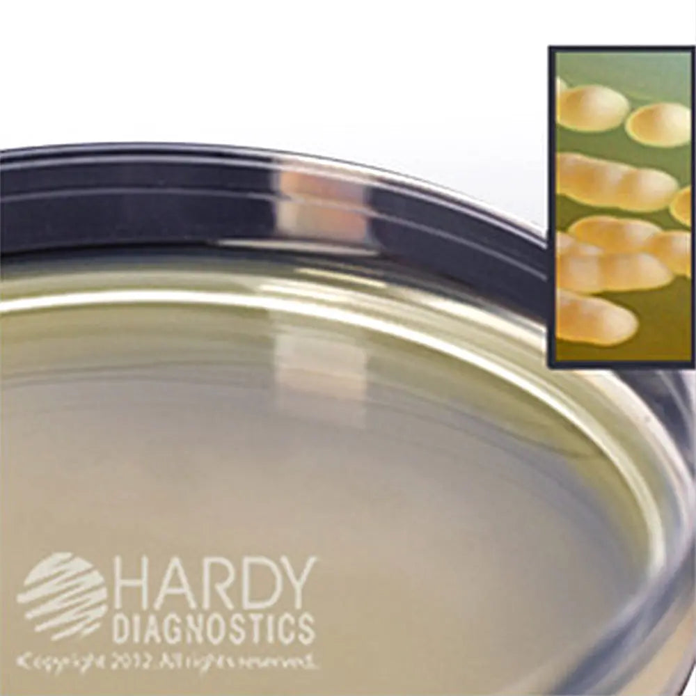 TSA (Tryptic Soy Agar), SterEM™, USP, 34ml fill - Bextera Health